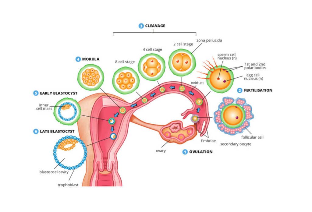 IVF Centre in Delhi | Blastocyst Implant | Dr Rhythm Gupta