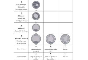 Embryo Grading and Success Rates