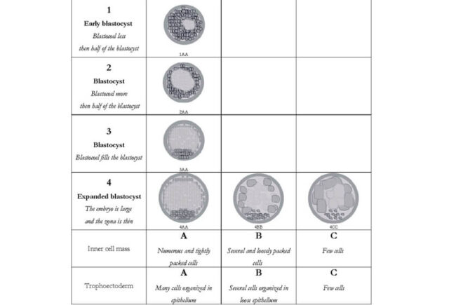 Embryo Grading and Success Rates