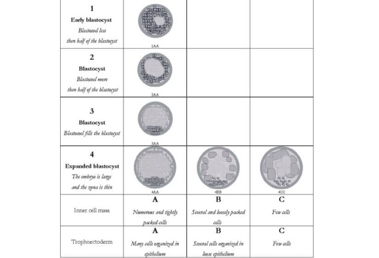Embryo Grading and Success Rates